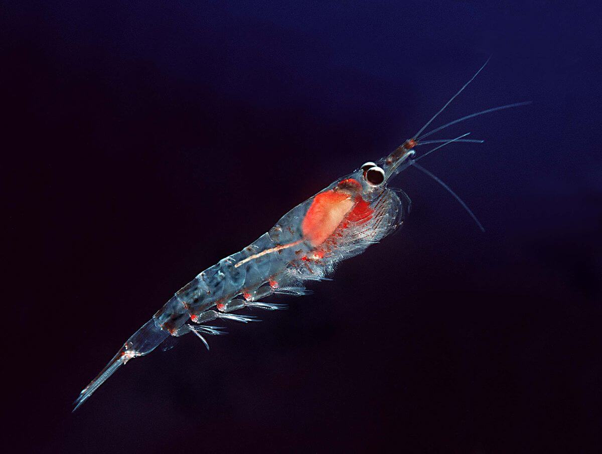 6 Lợi ích của dầu nhuyễn thể (Krill Oil) đối với sức khỏe – Shiratori